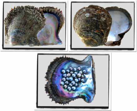 Virtual visit to the pearl farm of Mexico - Perlas del Mar de Cortez ...